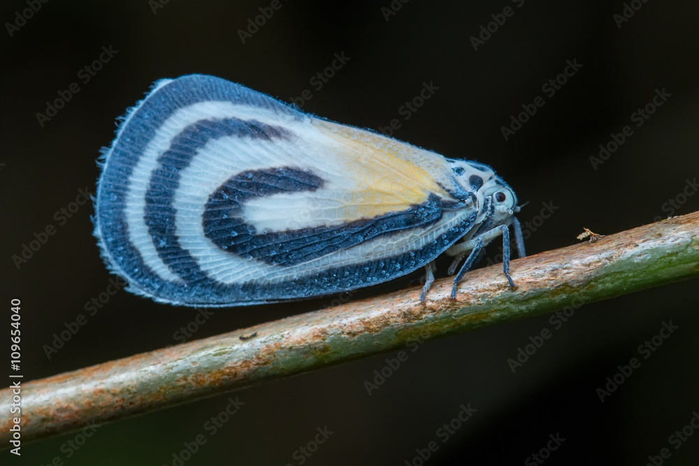 Plant Hopper , Plant hopper adult at night , Close-Up of Plant Hopper ...