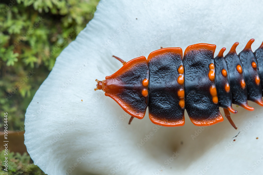 Trilobite Beetle , Close-Up of Trilobite Beetle , Duliticola, a rare ...