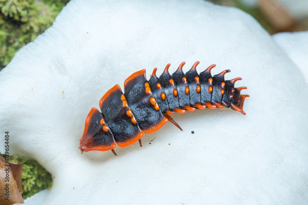 Trilobite Beetle , Close-Up of Trilobite Beetle , Duliticola, a rare ...