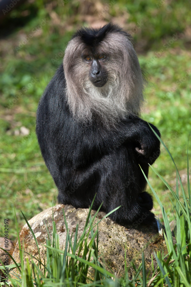 Lion-tailed macaque (Macaca silenus), also known as the wanderoo foto ...