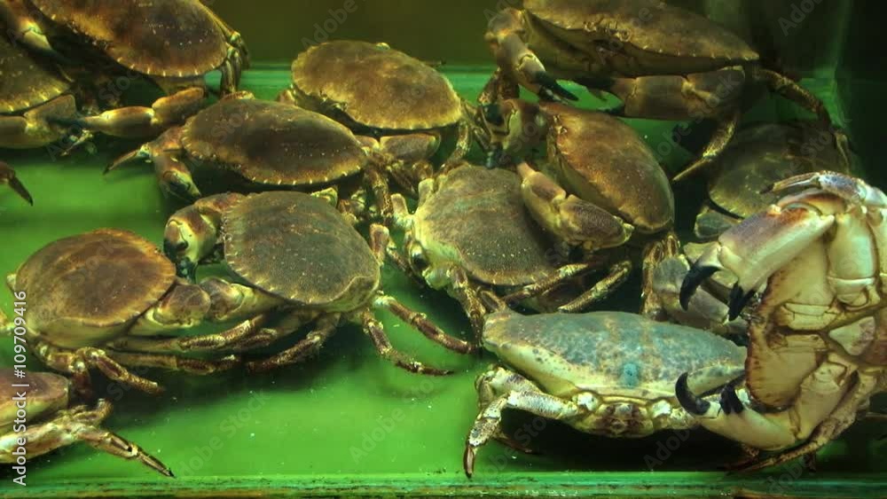 Live crabs in an aquarium in a restaurant in Singapore. Stock Video ...