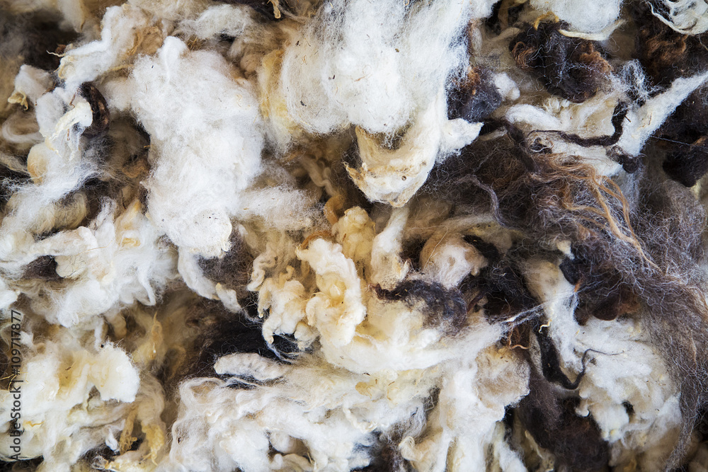 Raw wool Stock Photo | Adobe Stock