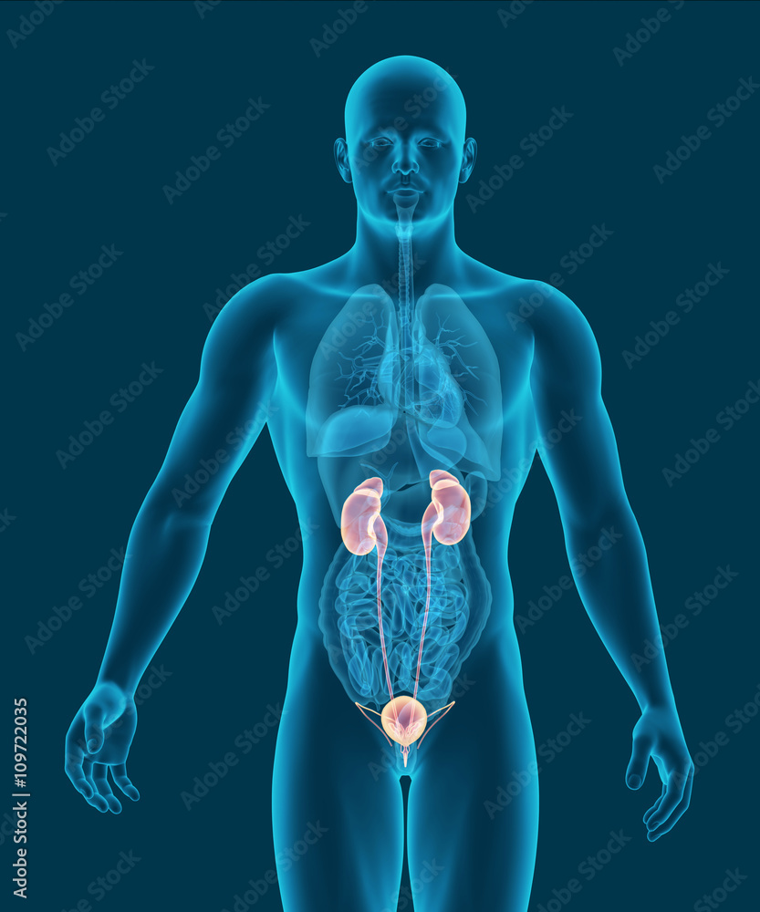 Human Urinary System 3d Illustration Stock Illustration Adobe Stock 4084