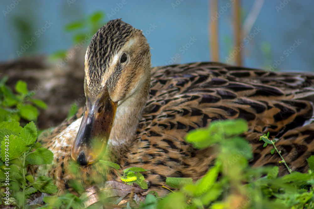 Lovely duck Stock Photo | Adobe Stock