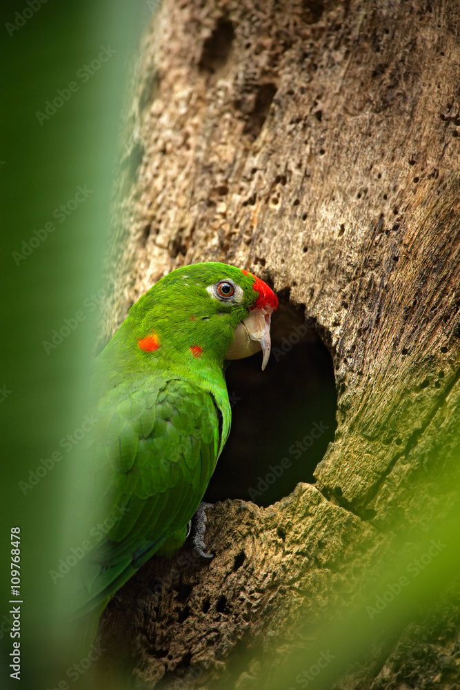 Beautiful green parrot Finsch's parakeet, Aratinga finschi. Parrot bird ...