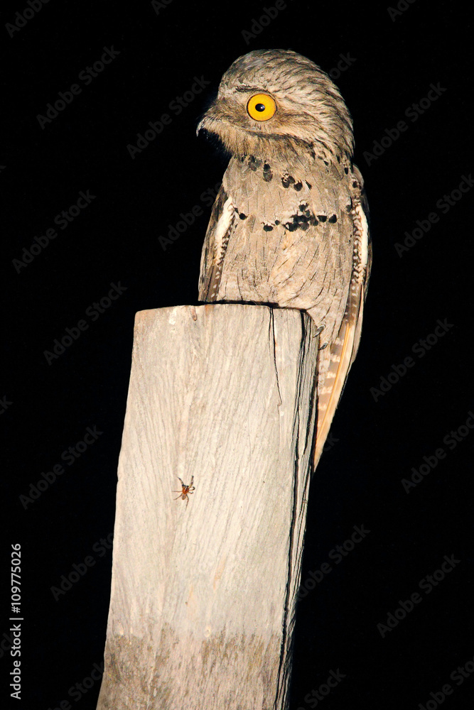 Foto Stock Common Potoo, Nyctibius griseus, nocturnal tropic bird in ...