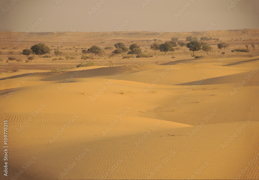 Thar Desert Sand Dunes