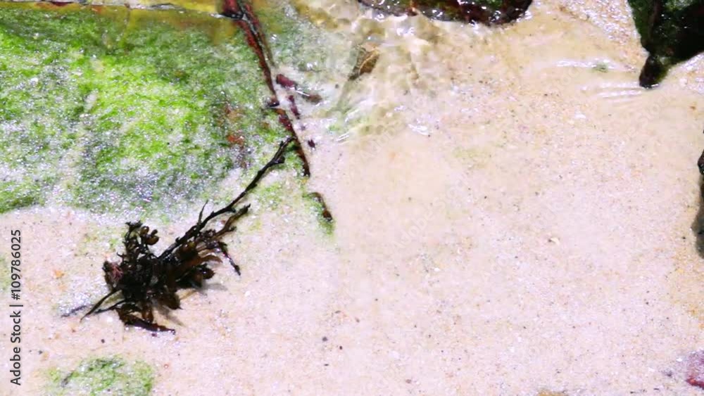 Tidal Pool with Waves Flooding and Ebbing of the Ocean Tide. Life forms ...