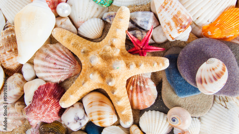 sea shells background Stock Photo | Adobe Stock