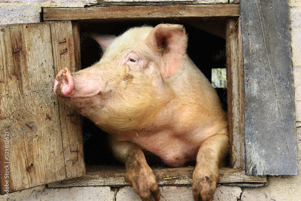 pig looks out from window of shed Stock Photo | Adobe Stock