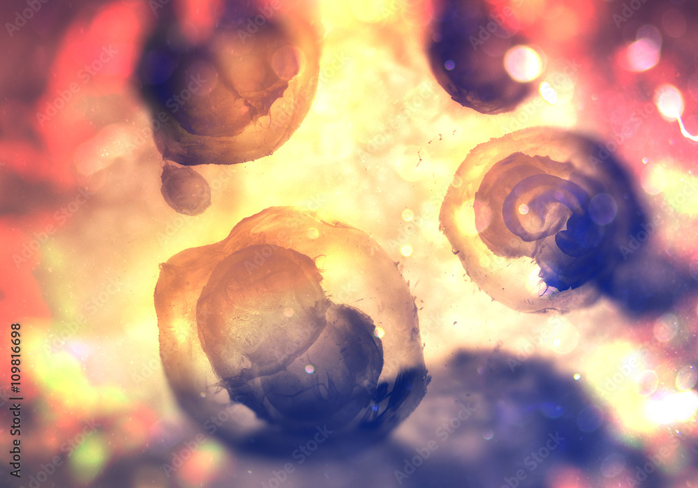 Two-cell embryo, Mitosis under microscope (shallow dof) Stock ...