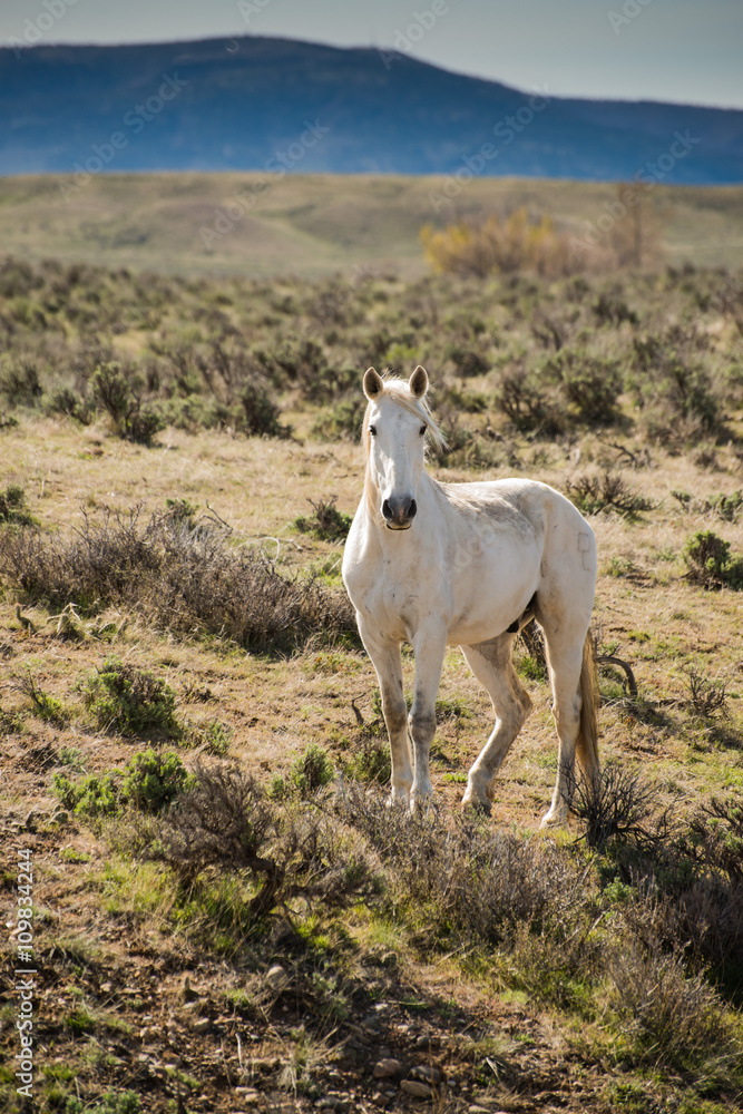 Wild White Stallion