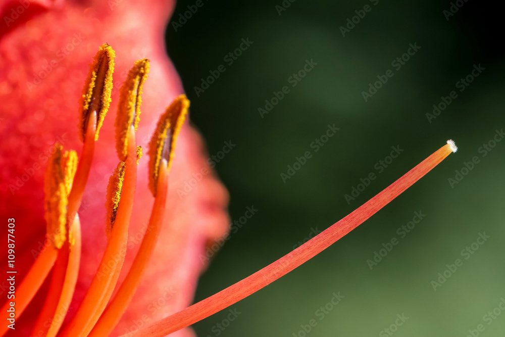 Macro shot of the reproductive organs of a peach-colored Lily (Lilium ...