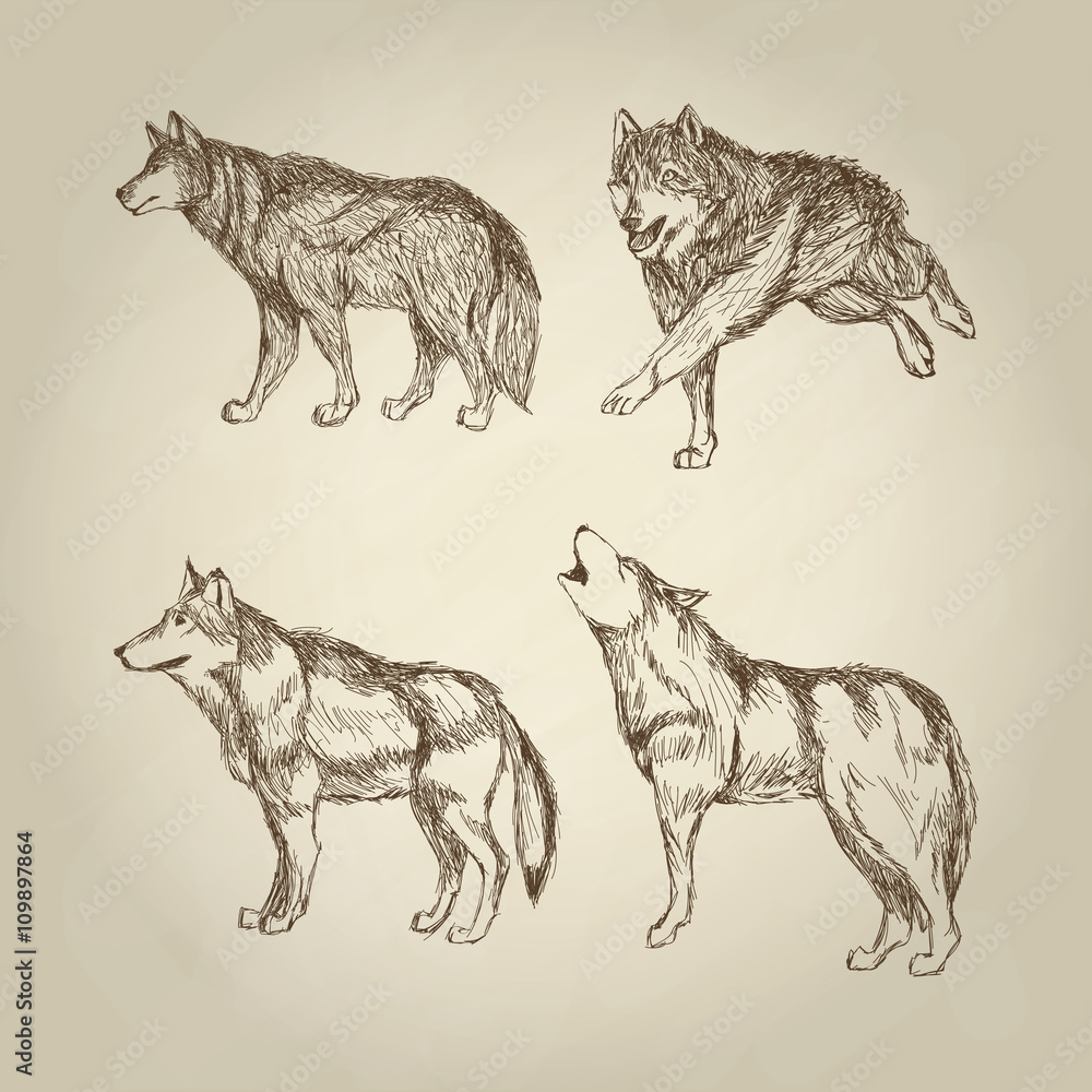 Wolf design. Animal concept.Wildlife animal, vector illustration Stock ...