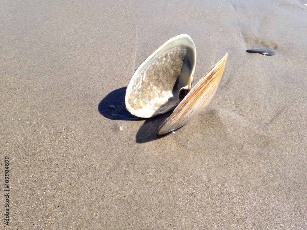 an opened empty clam shell in the sand Stock Photo | Adobe Stock