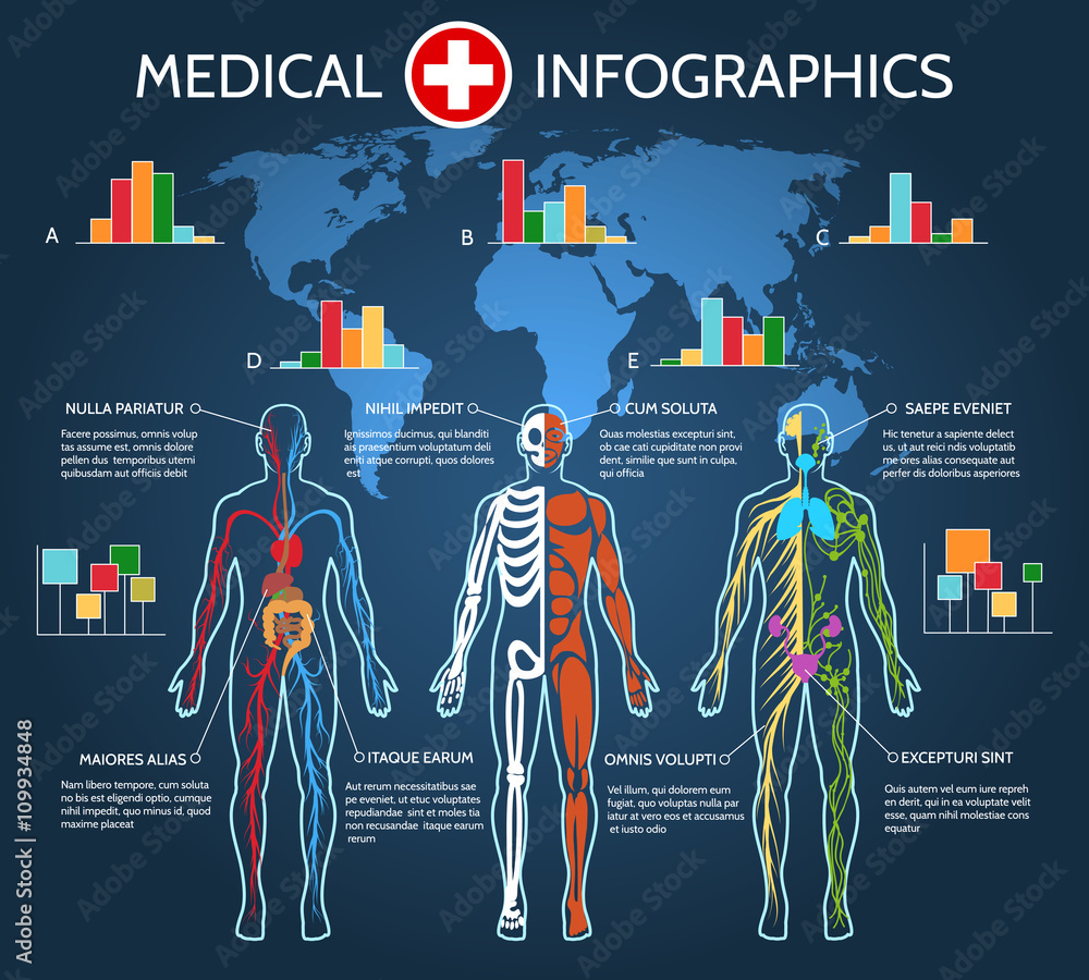 Human Body Anatomy Medical Infographic vector illustration Stock Vector ...