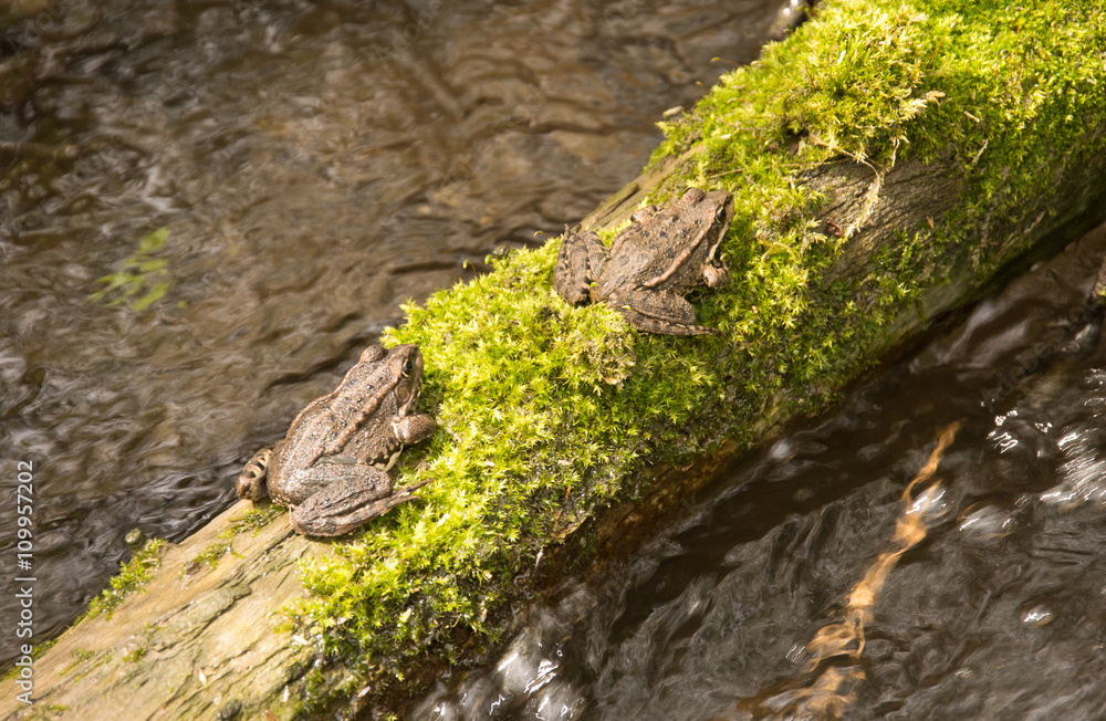 Freshwater frog on a tree branch in water Stock Photo | Adobe Stock