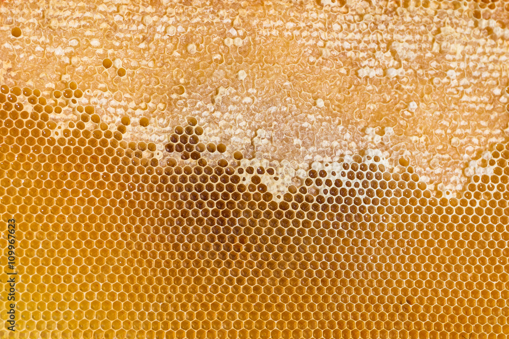 Honigwabe gefüllt mit Honig der Biene (Apis mellifera) foto de Stock ...