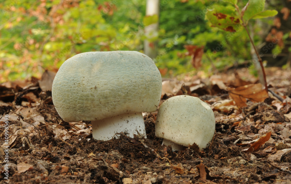 Russula virescens, commonly known as the green-cracking russula, the ...