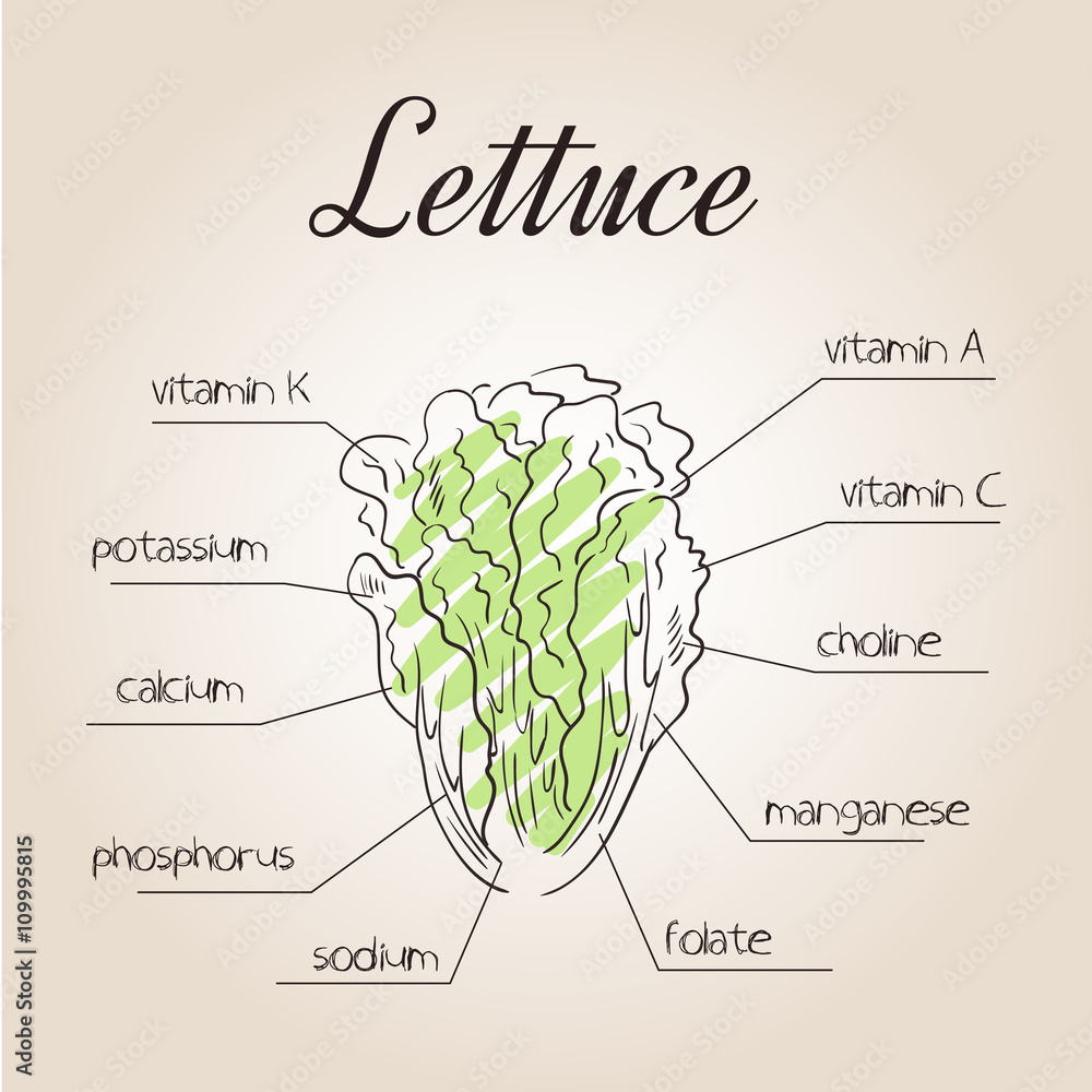 vector illustration of nutrients list for lettuce Stock Vector | Adobe ...