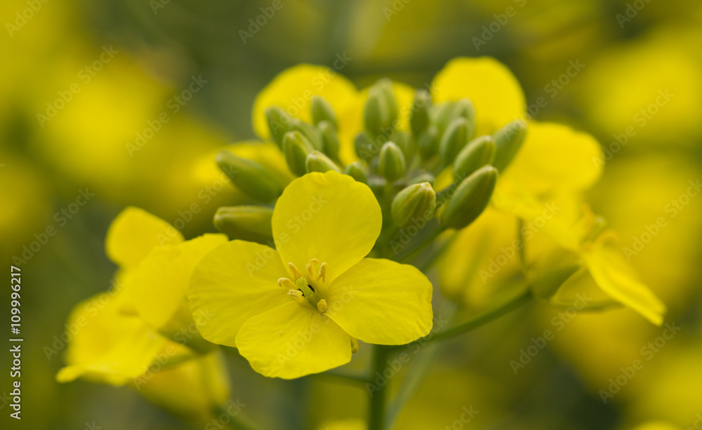 Brassica napus / Rapsblüte Nahaufnahme, Raps Kreuzblütler Stock Photo ...