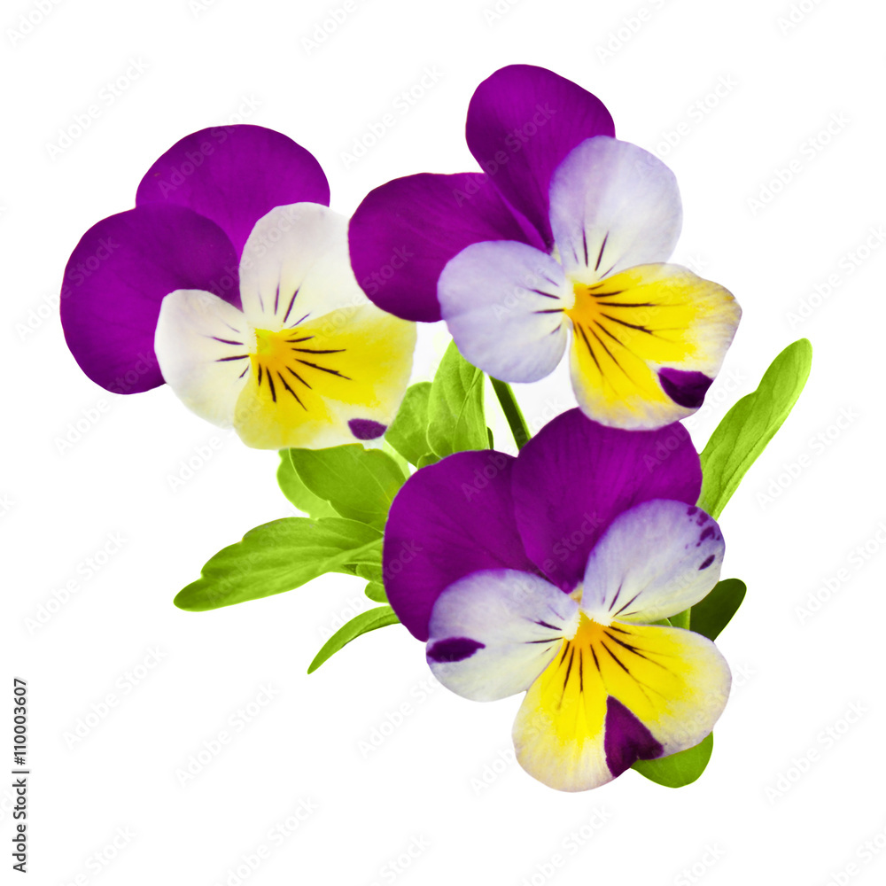 Viola Stock-Foto | Adobe Stock