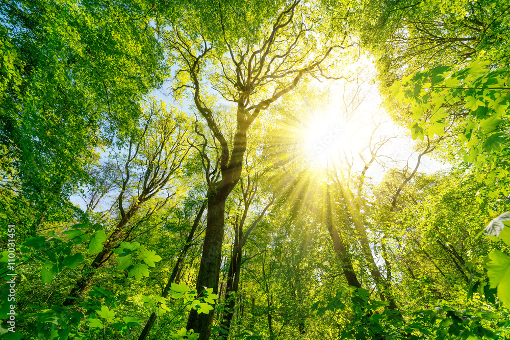 Sonne scheint durch die Baumkronen im Wald Stock-Foto | Adobe Stock Sonne scheint durch die Baumkronen im Wald Stock-Foto | Adobe Stock