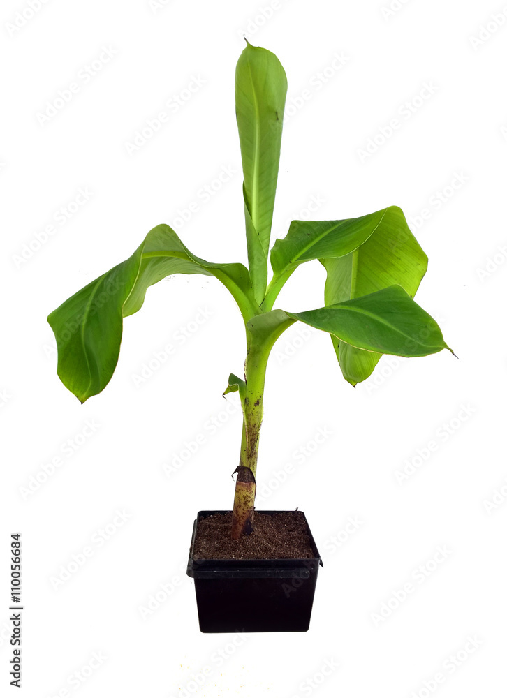 Small banana tree isolated on white Stock Photo | Adobe Stock
