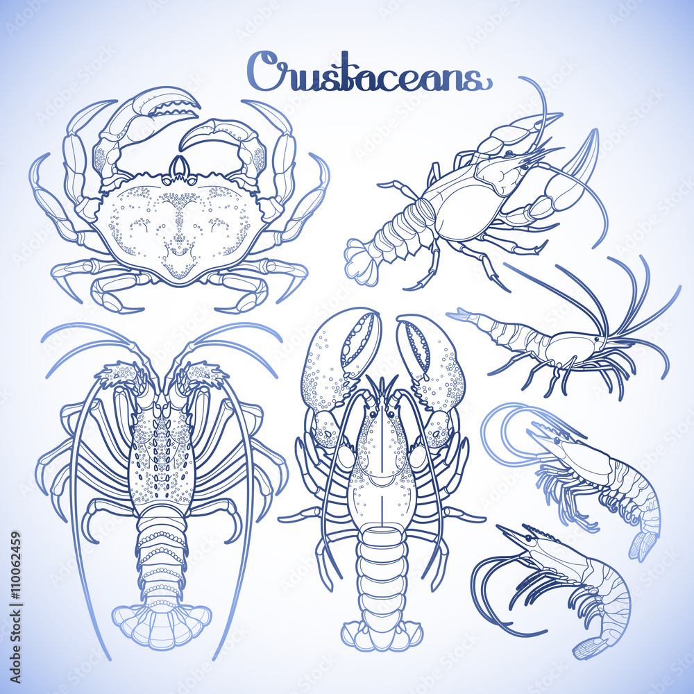 Graphic crustaceans collection Stock Vector | Adobe Stock