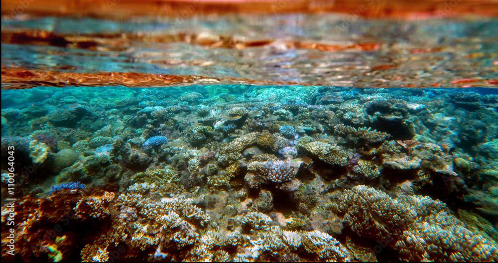 Underwater Marine life at the Great Barrier Reef Stock Photo | Adobe Stock