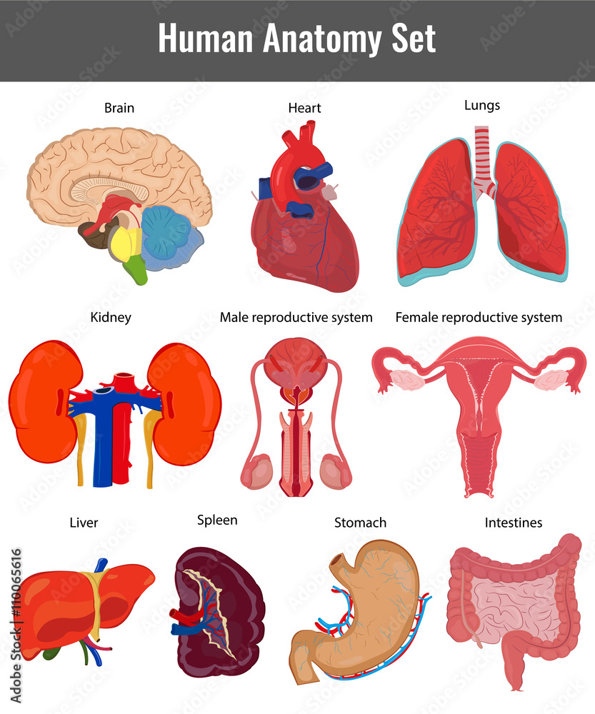 Human anatomy set. Human organs detailed vector Stock Vector | Adobe Stock
