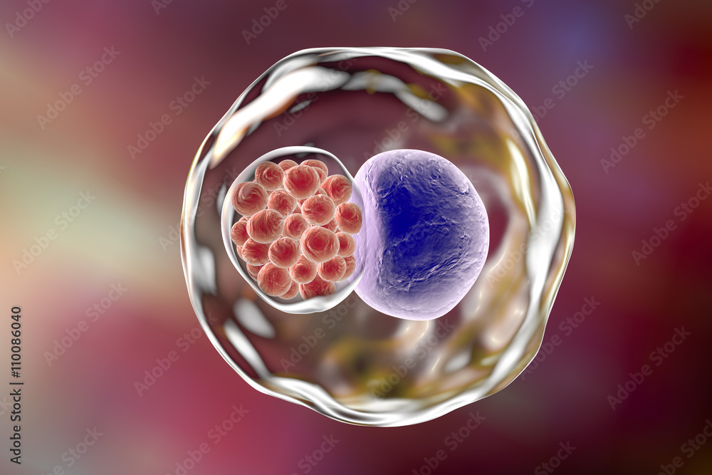 Chlamydia inclusion in human cell. 3D illustration showing group of ...