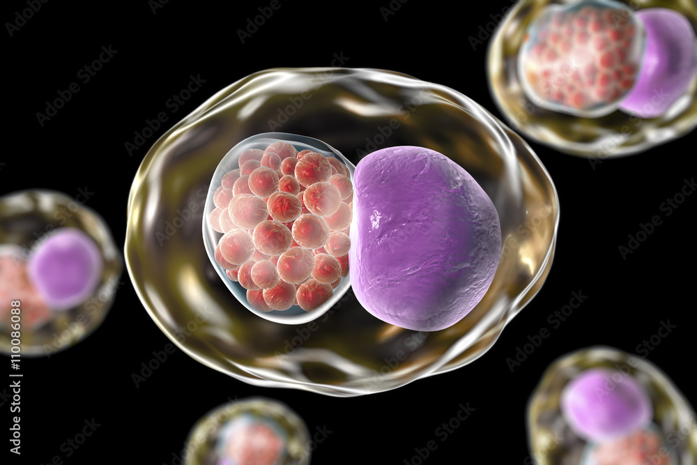 Ilustração do Stock: Chlamydia inclusion in human cells. 3D ...