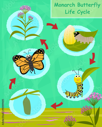Monarch Butterfly Life Cycle - Colorful cartoon diagram of the monarch ...