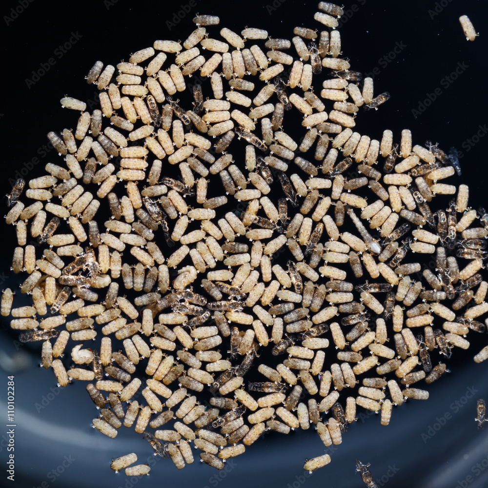 Anopheles dirus mosquito pupae Stock Photo | Adobe Stock