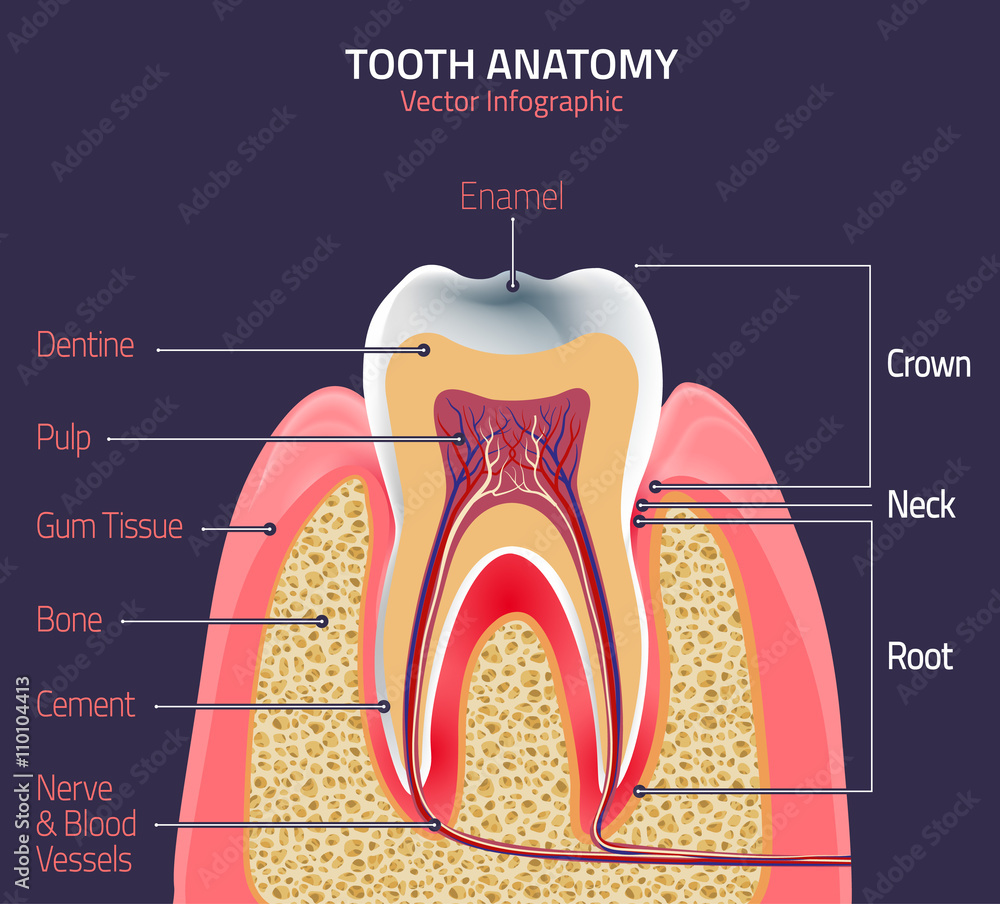 Teeth vector anatomy Stock Vector | Adobe Stock