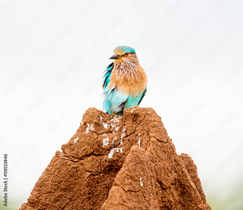 The Indian roller , is a member of the roller family of birds. They are ...