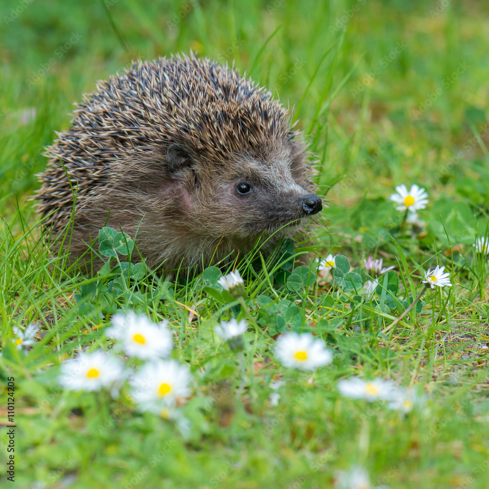 Igel Braunbrustigel (Erinaceus europaeus) im Garten im Frühling Stock ...
