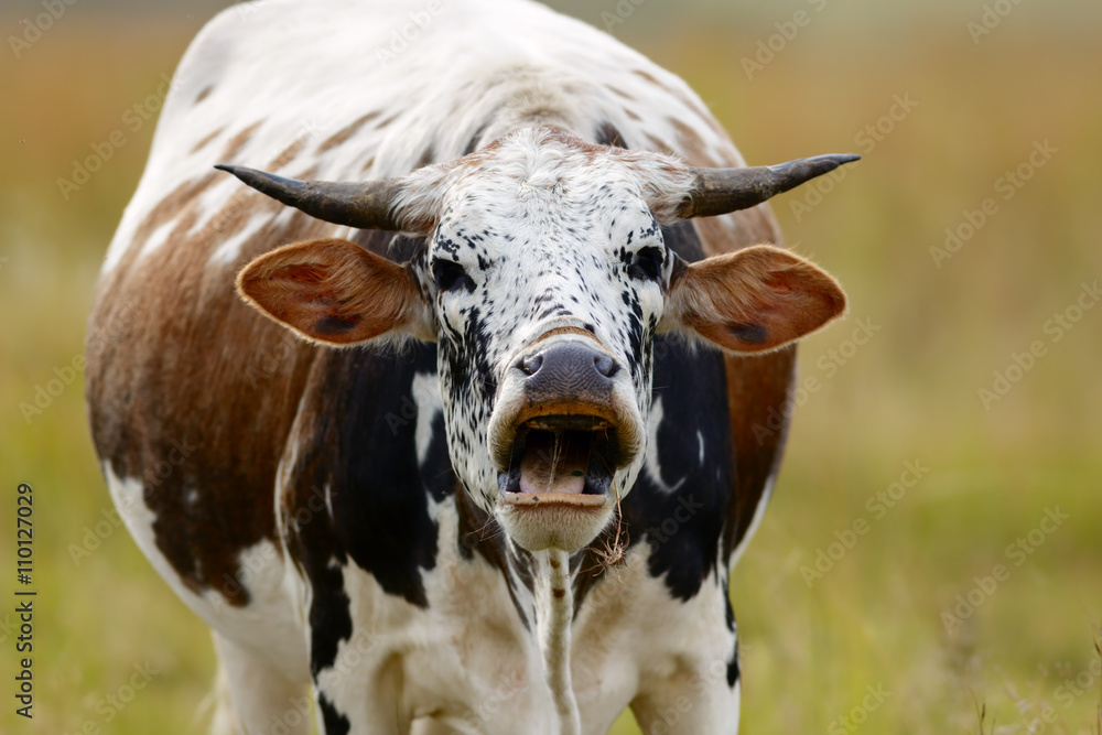 Shouting cow. Aggressive cow shouting because of females in season ...