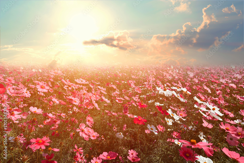 Landscape nature background of beautiful pink and red cosmos flower field with sunshine. vintage ...