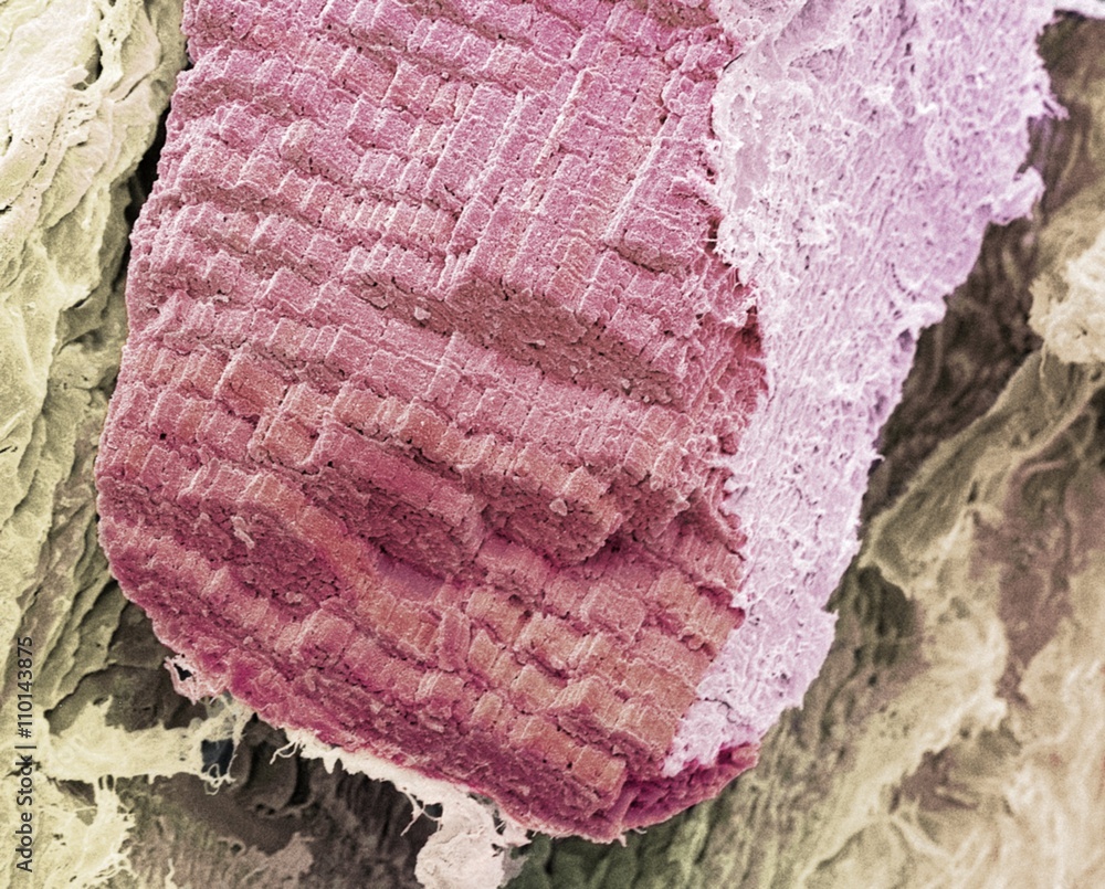 Skeletal muscle fibre, SEM ภาพถ่ายสต็อก | Adobe Stock