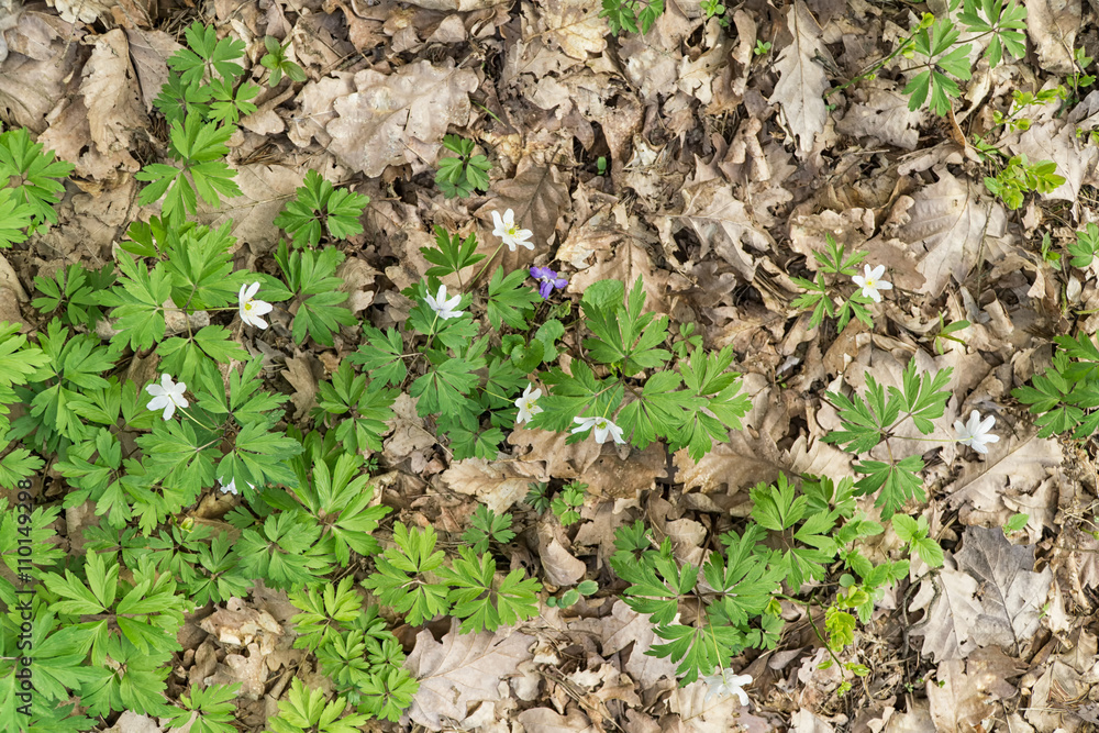 Anemone nemorosa flowers ( wood anemone, windflower, thimbleweed, smell ...