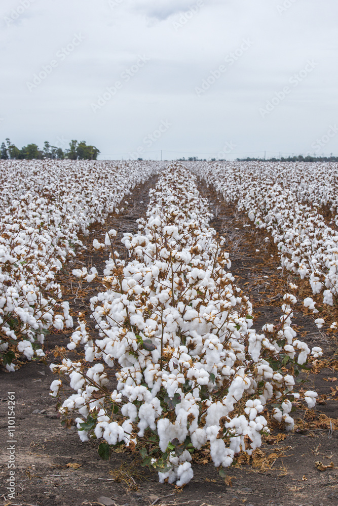 Cotton fields ready for harvesting in Oakey, Queensland Stock Photo ...