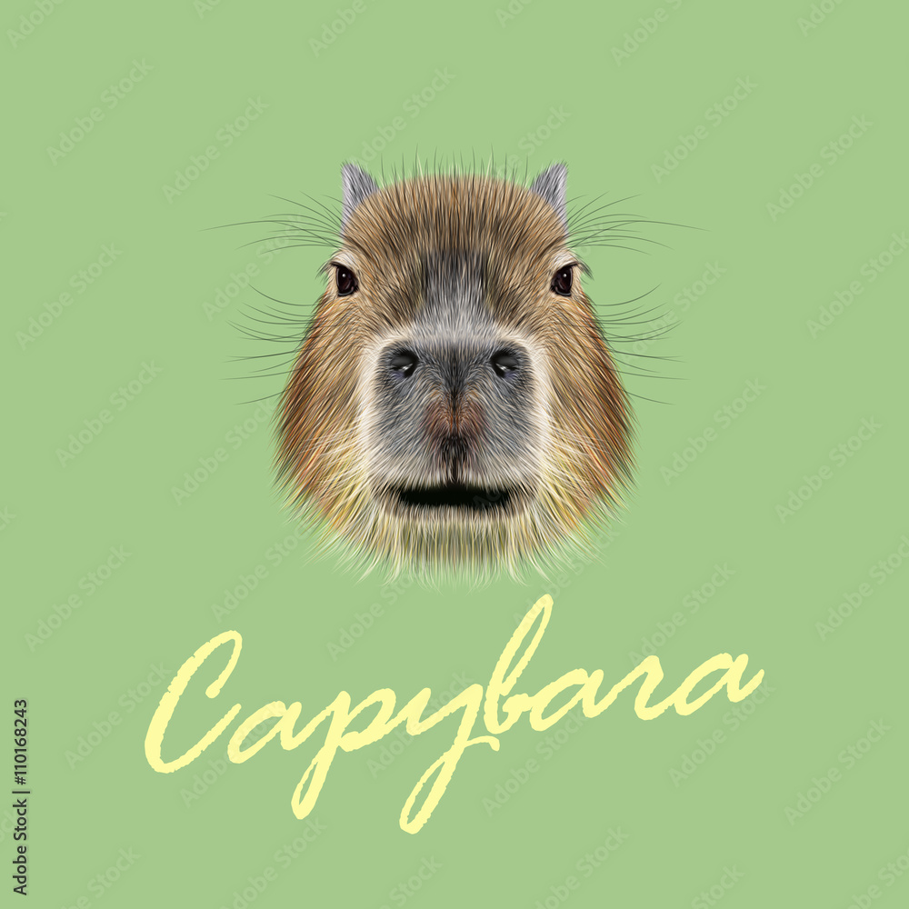 Vector Illustrated Portrait of Capybara. Cute face of wild Capybara on ...