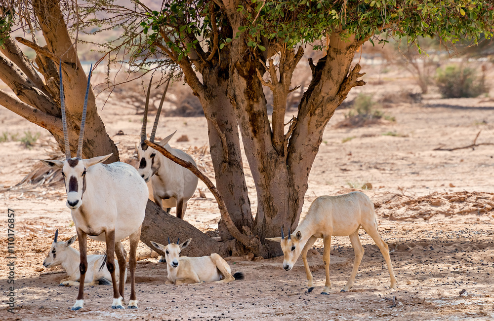 Family of antelopes, the Arabian oryx (Oryx leucoryx) in desert nature ...