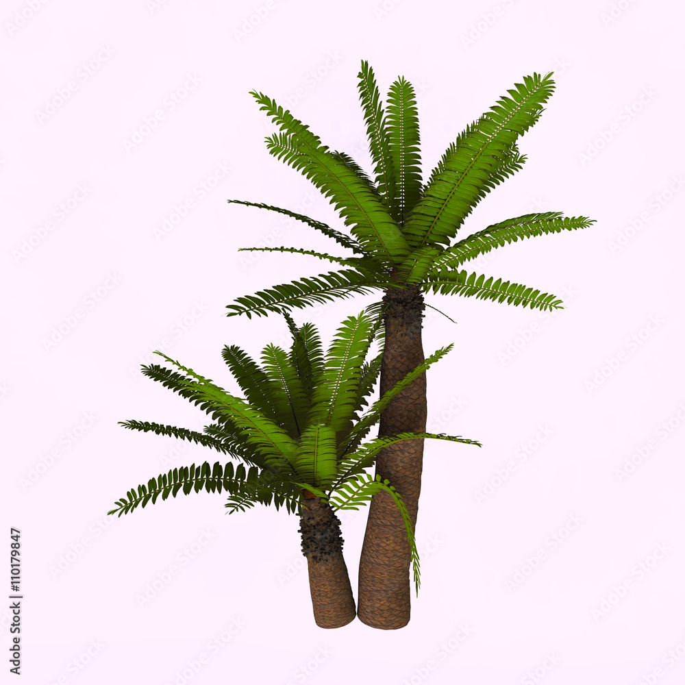 River Cycad Plants - Cycads are seed plants with a long fossil history ...