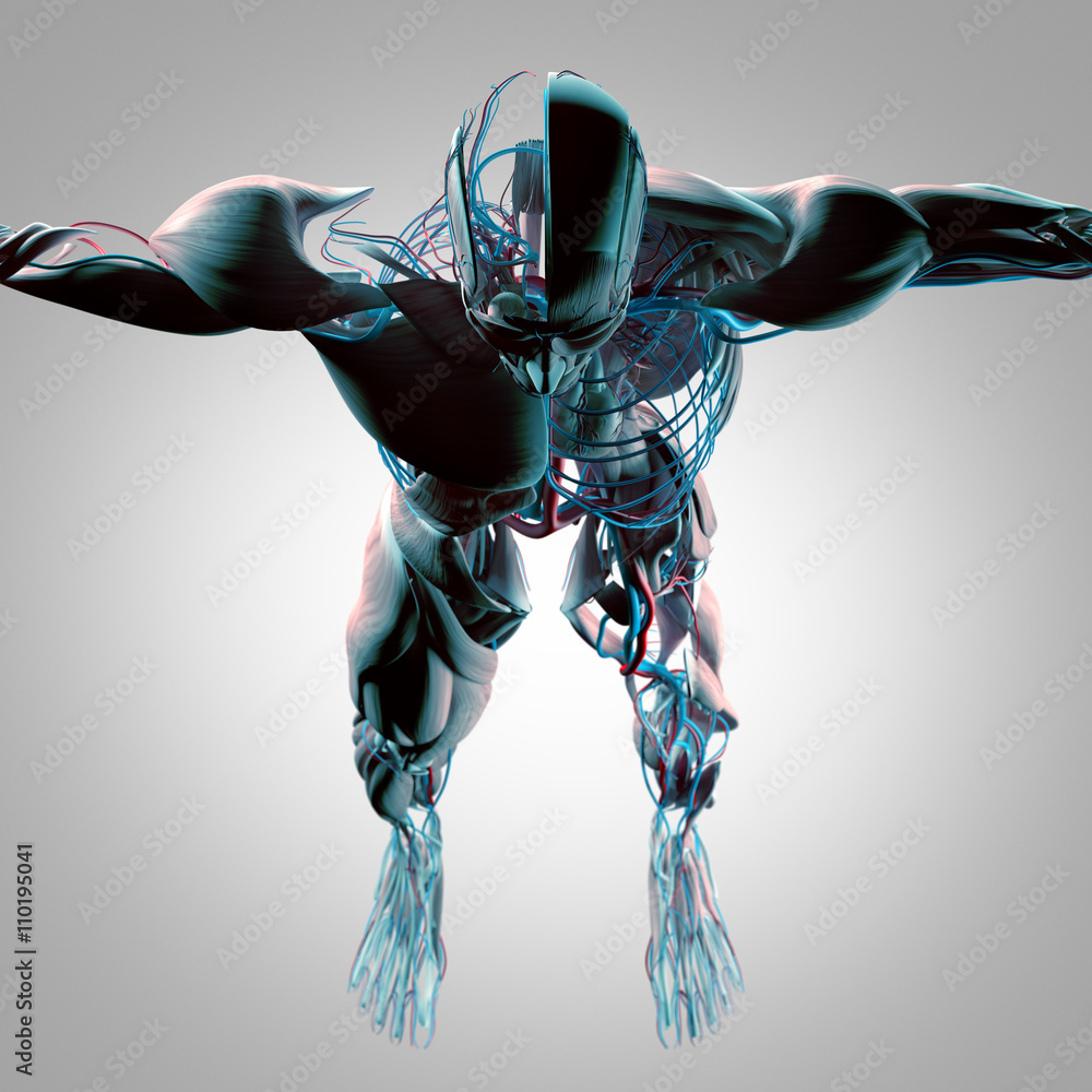 Human anatomy head and torso. Muscle and arteries deconstructed. 3D ...