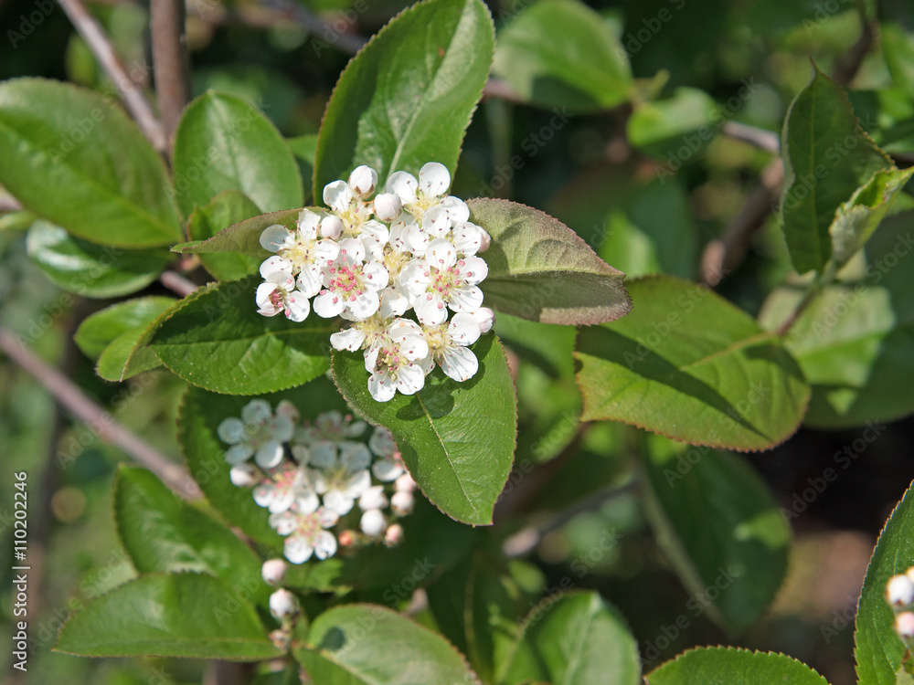 Aroniabeeren, Blüten, Apfelbeeren Stock-Foto | Adobe Stock