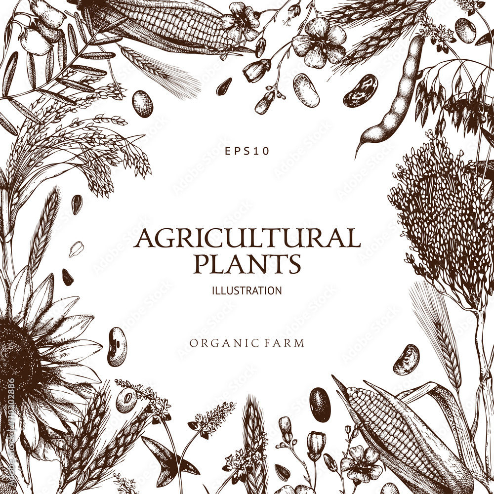 Vector design with ink hand drawn agricultural plants sketches. Vintage ...