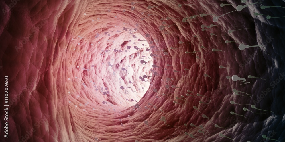 Human sperm cells, artwork Stock Photo | Adobe Stock